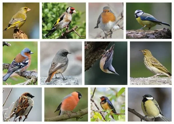 Birds in Hot Springs, NC: A List of Birds in the Appalachian Mountains ...